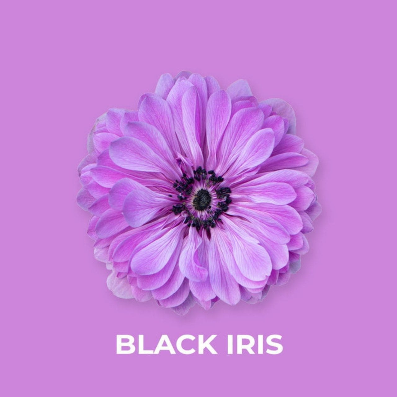 BLACK IRIS FRAGRANCE OIL 100ml Artsila