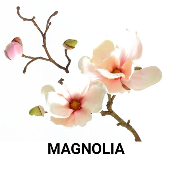 MAGNOLIA FRAGRANCE OIL 100ml – Artsila